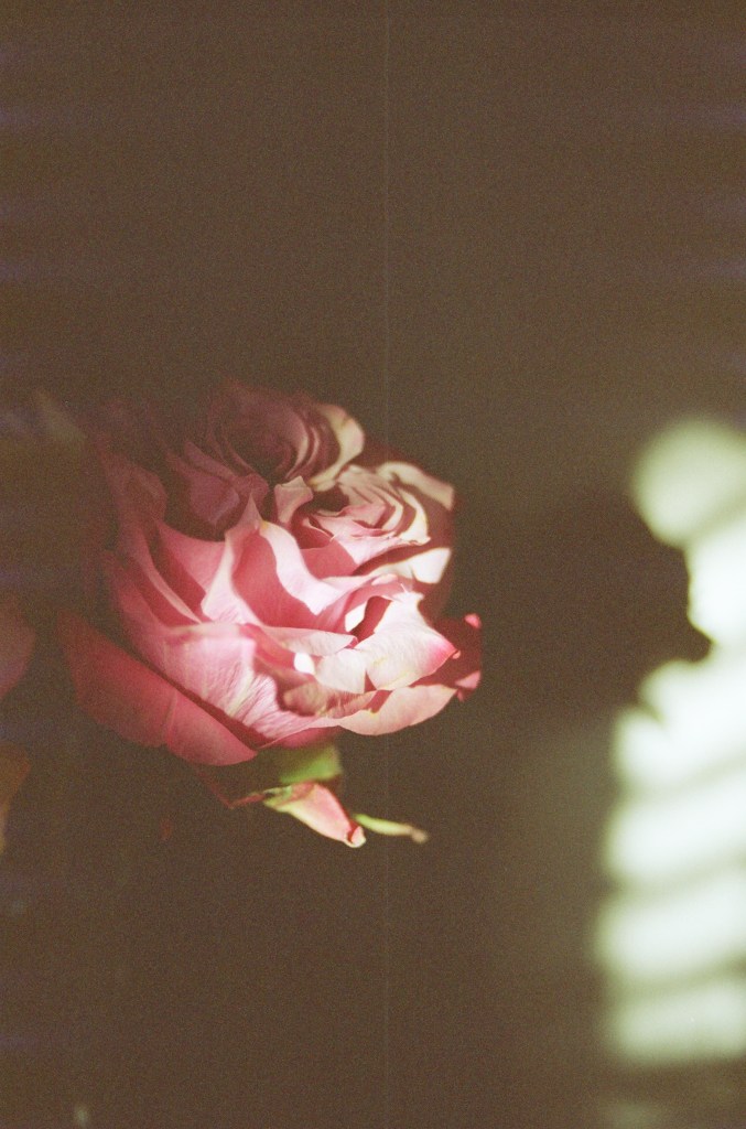 Because I, too, bloomed in the shadows – Whitley Cally