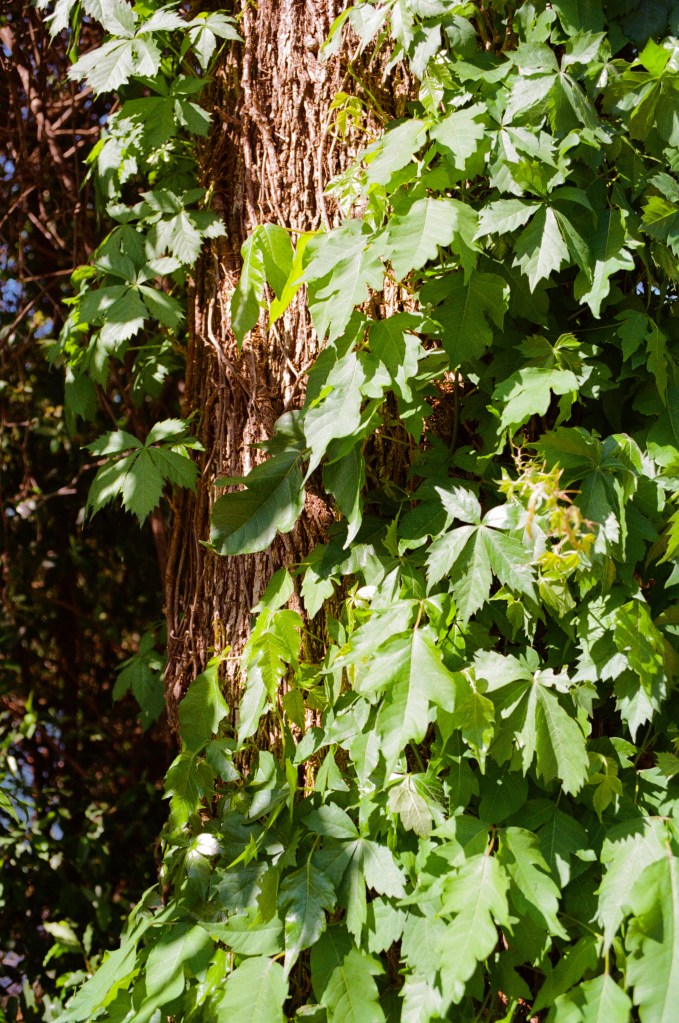 “Knowledge speaks, but wisdom listens” – Whitley Cally