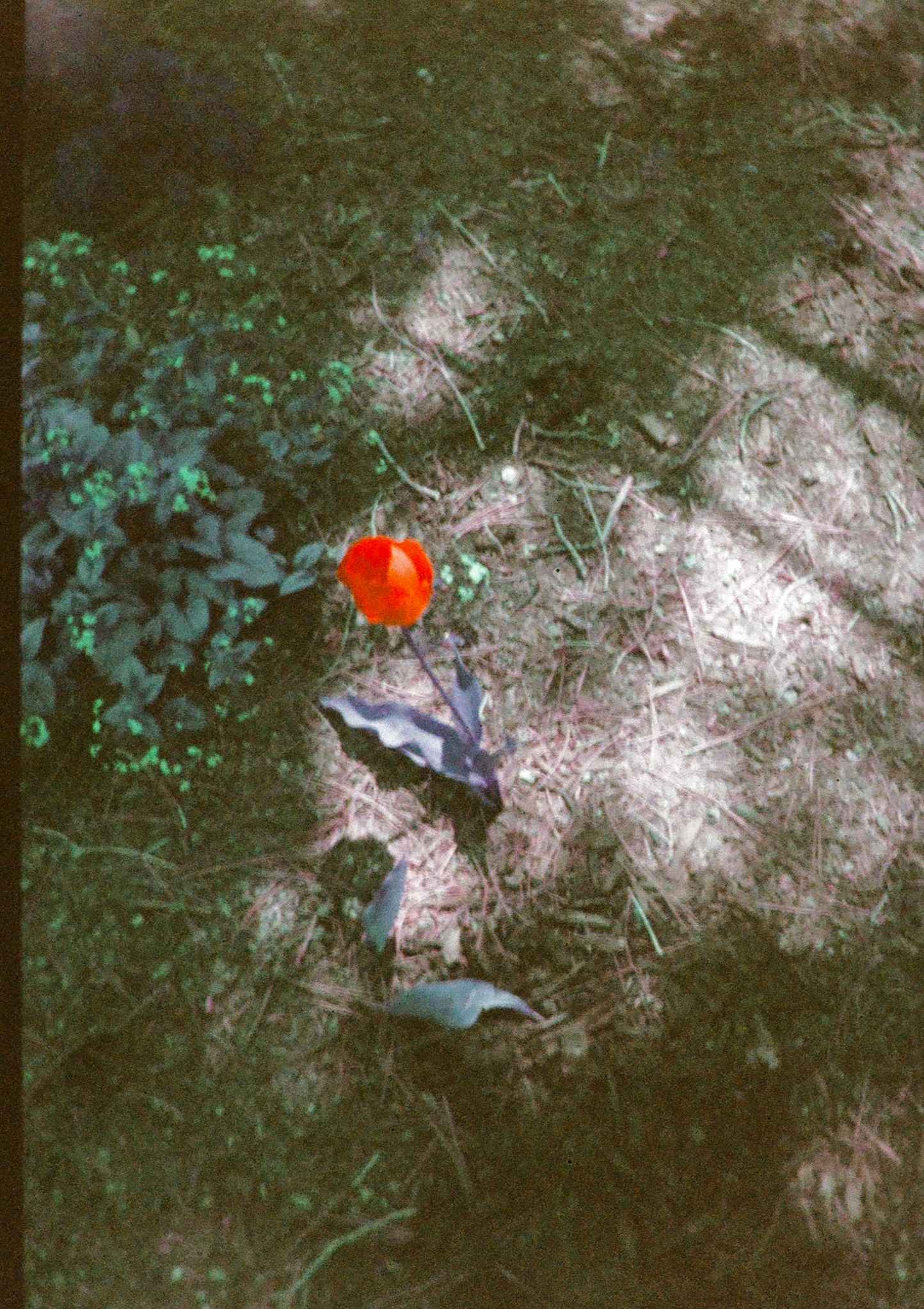 Whitley Cally – The artist and the art.