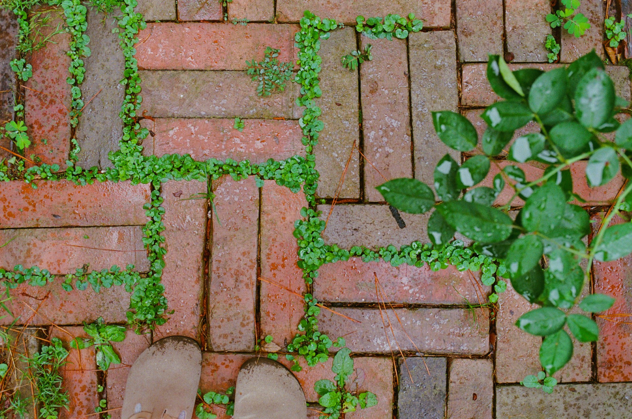 Whitley Cally – The artist and the art.