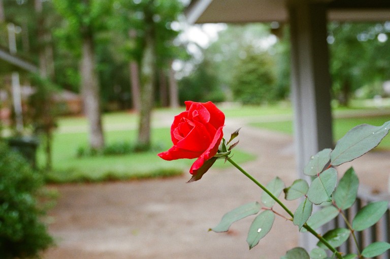 Whitley Cally – The artist and the art.