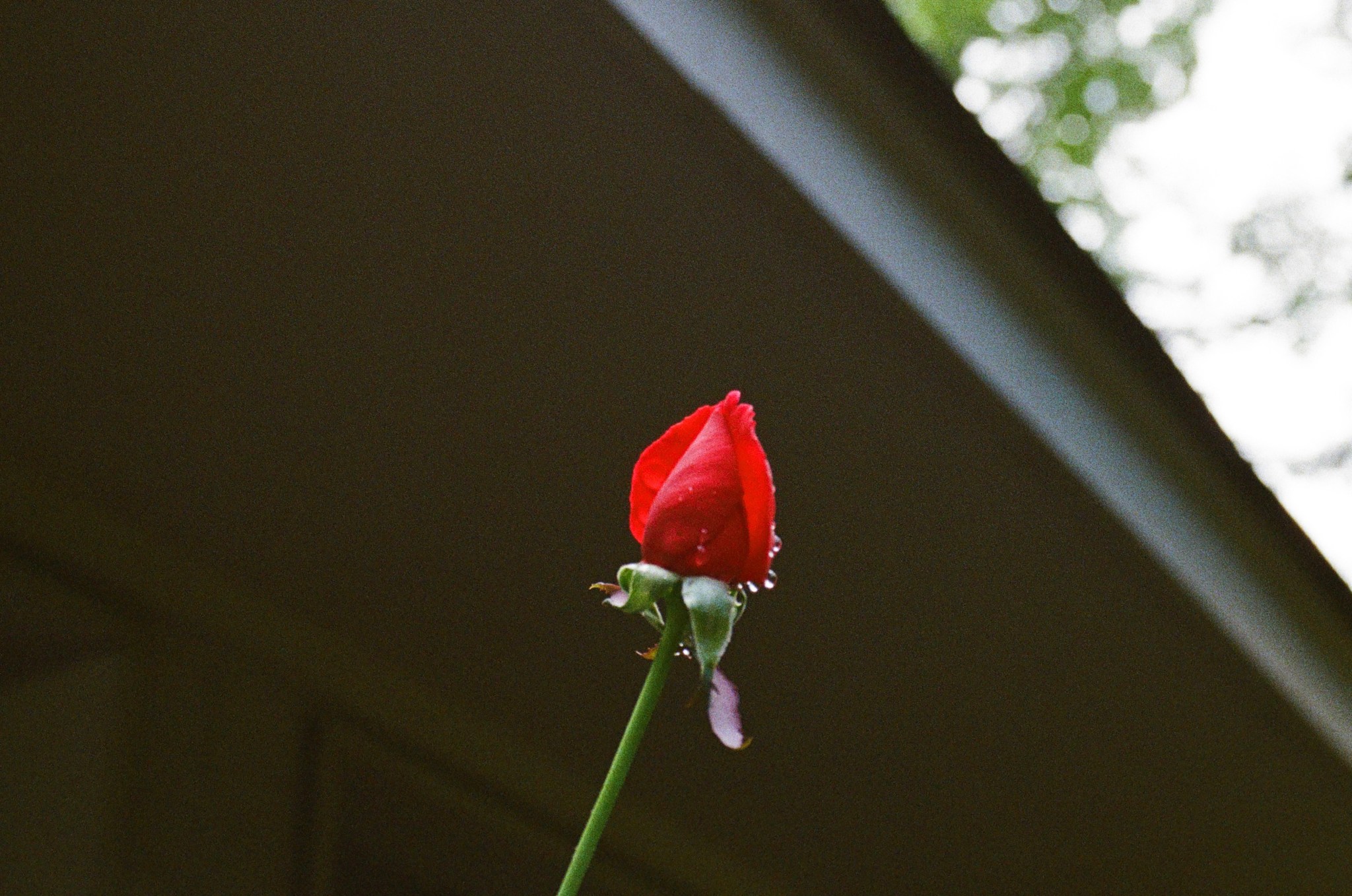 Whitley Cally – The artist and the art.