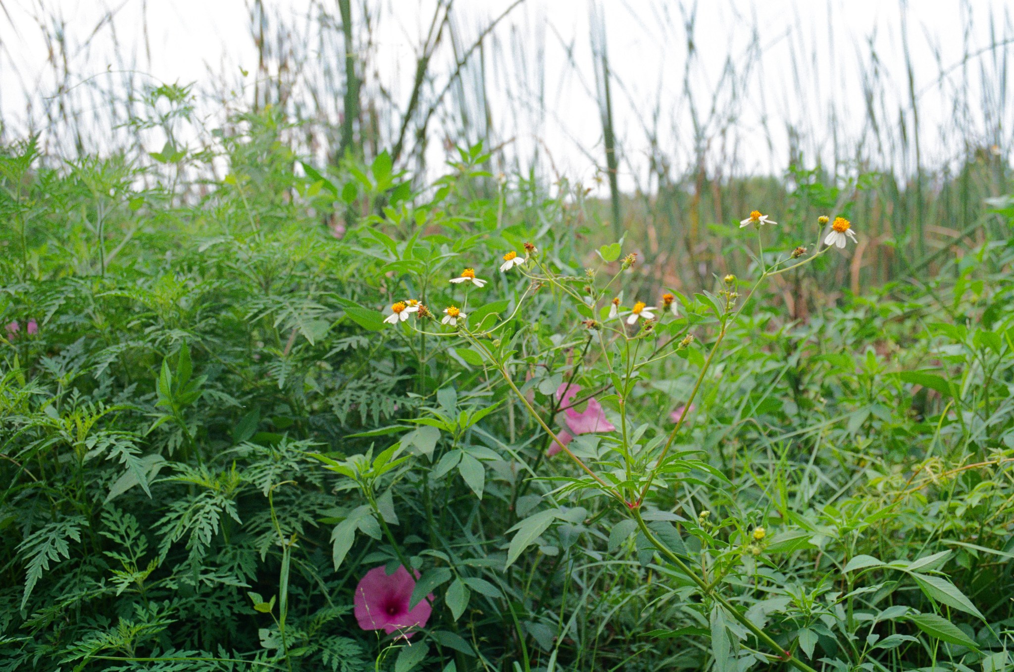 Whitley Cally – The artist and the art.