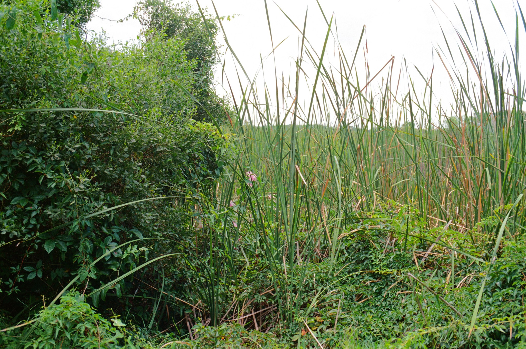 Whitley Cally – The artist and the art.